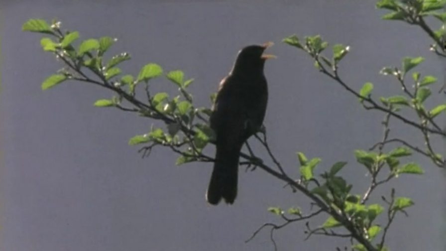 CBeebies - Our Planet, Loud and Quiet and Oak Trees, The life cycle and ...