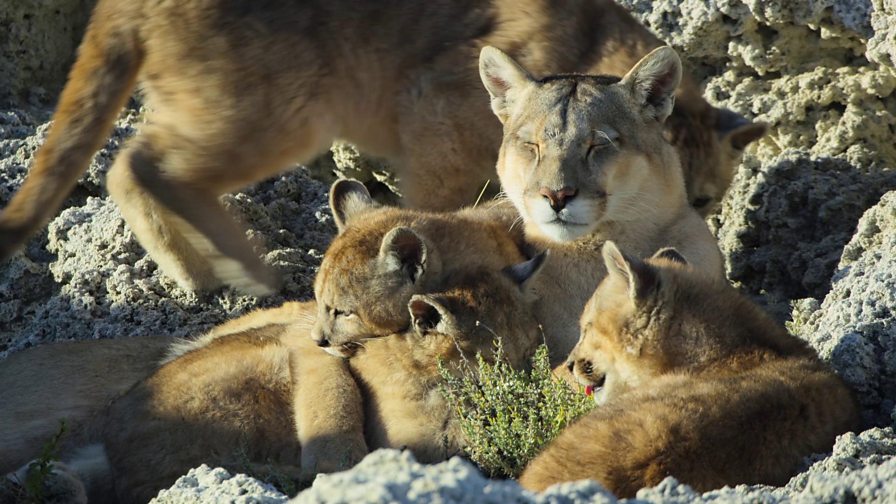 BBC One - Dynasties, Series 2, Puma