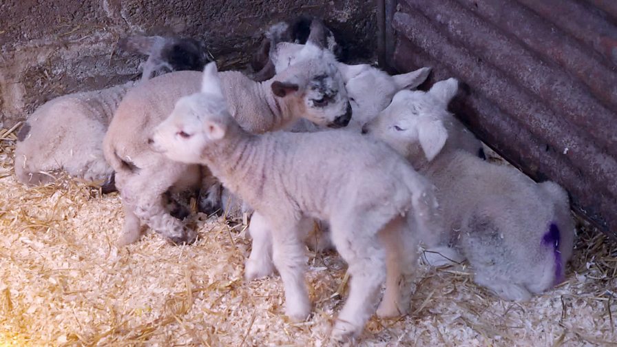 BBC Scotland - Landward