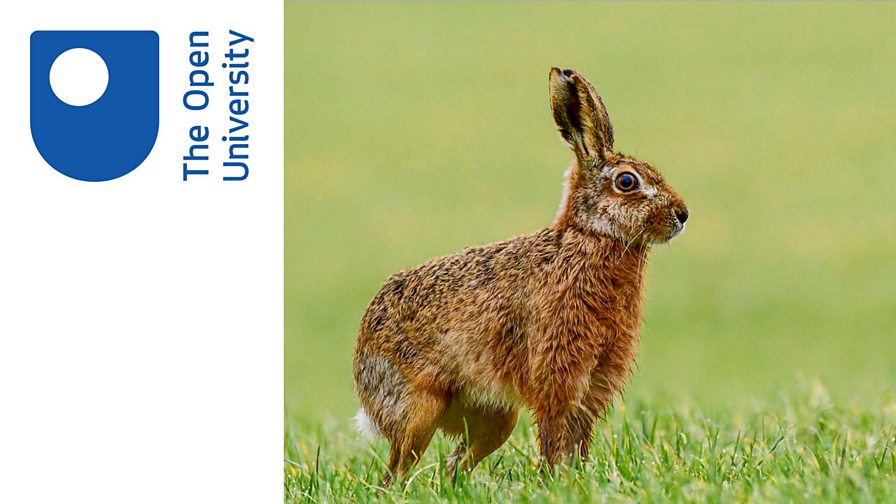 BBC Two - Springwatch