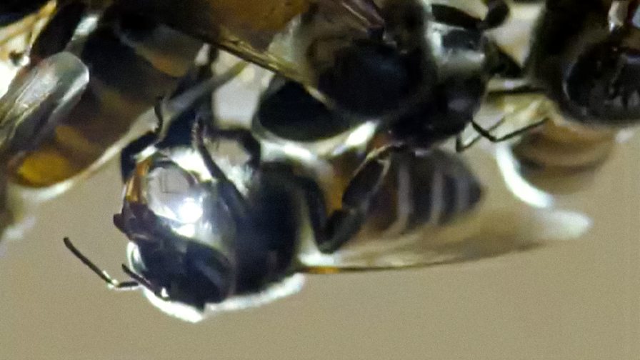 BBC One - Life in the Undergrowth, Supersocieties, Bee dynasty