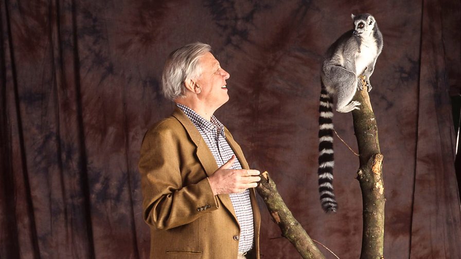 BBC One - The Life of Mammals - Available now