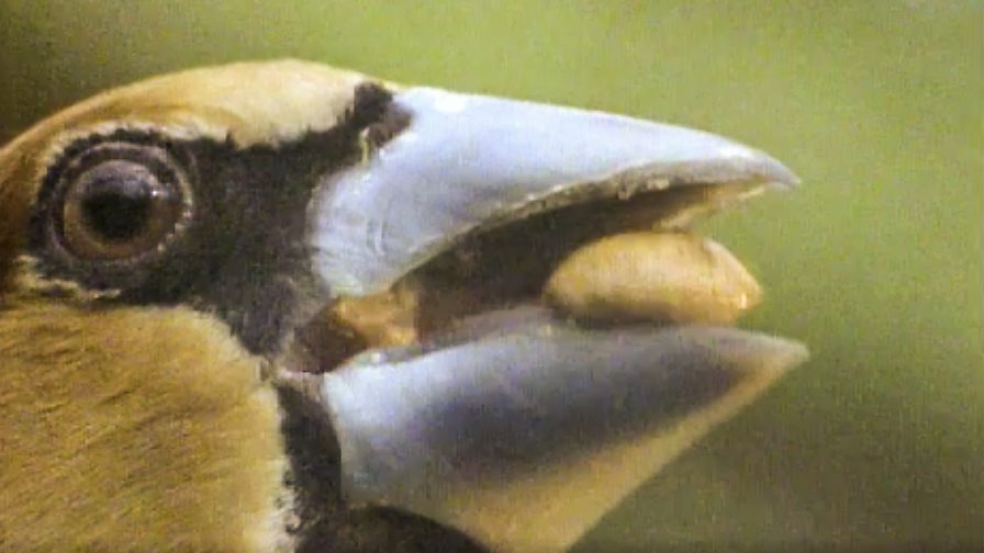 BBC Four - The Life of Birds, The Insatiable Appetite, Seed specialists