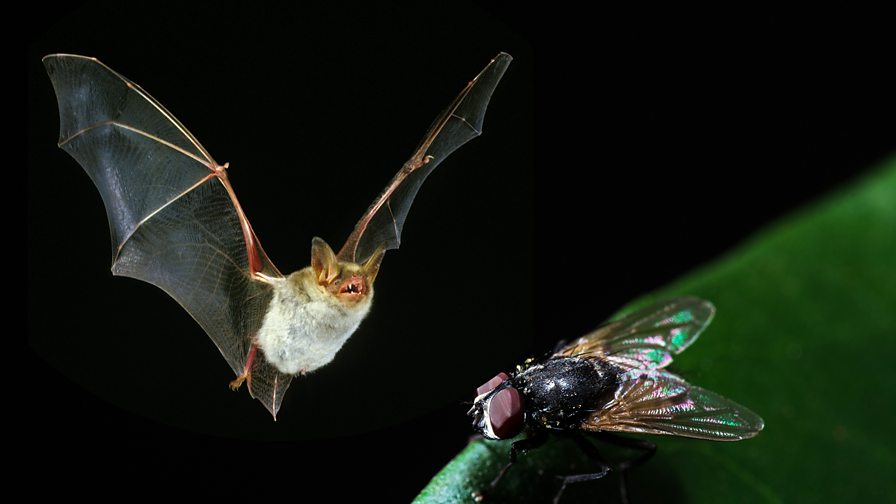 BBC Radio 4 - The Infinite Monkey Cage