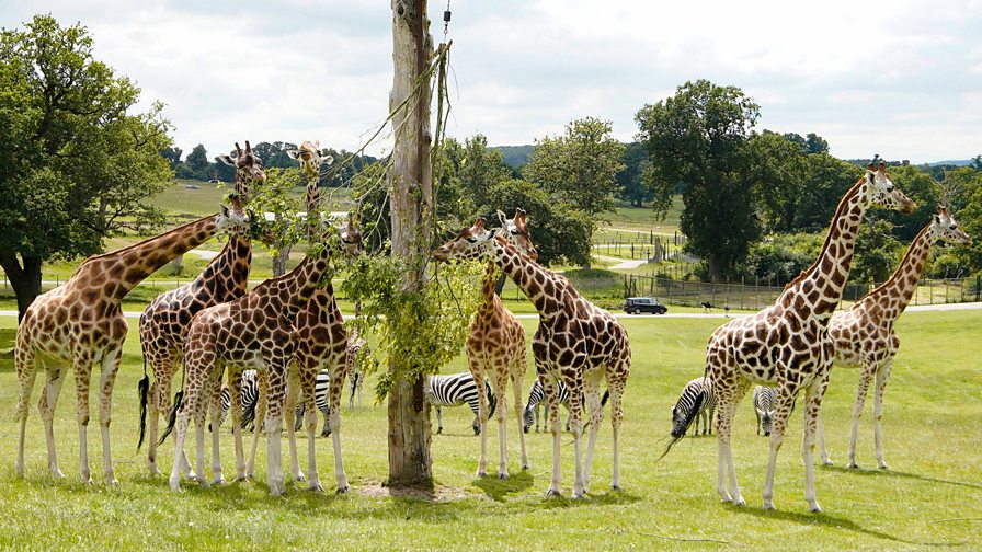 BBC One - Animal Park - Available now