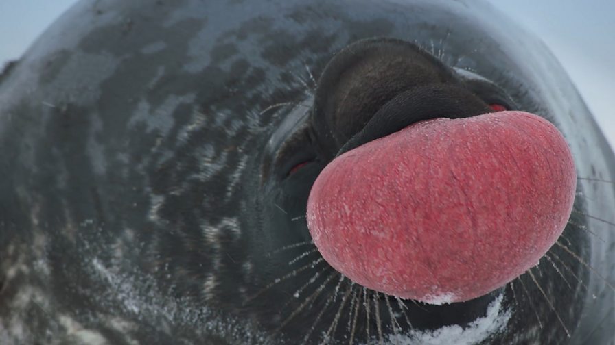 BBC One - Frozen Planet II, Series 1, Frozen Worlds, "The grumpiest cat ...