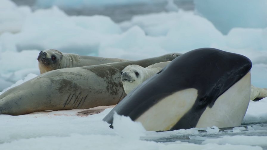 BBC One - Frozen Planet II, Series 1, Frozen South, A group of killer ...