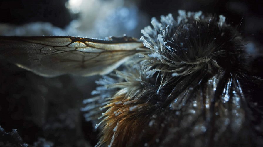 BBC One - Frozen Planet II