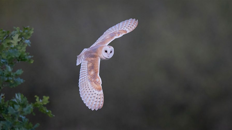 BBC Two - Autumnwatch