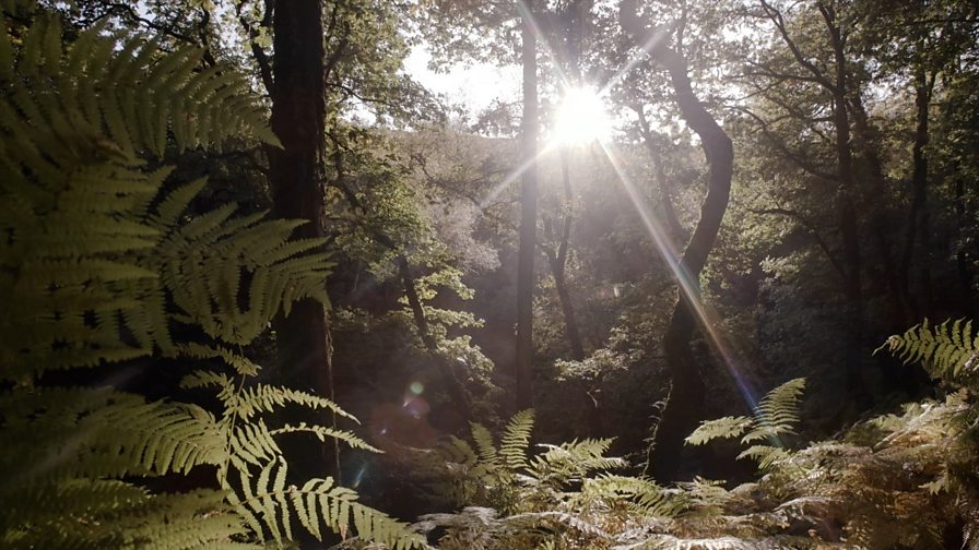 BBC Two - Autumnwatch