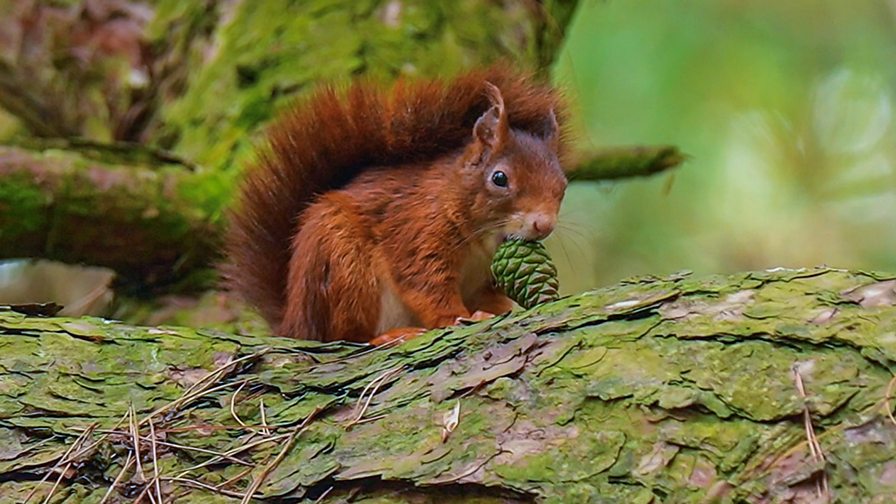 BBC Two - Autumnwatch - Available now