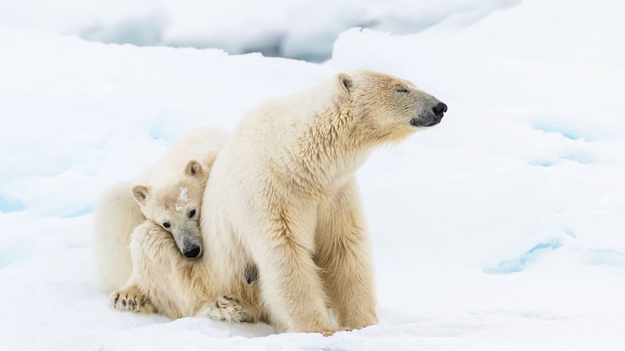 BBC One - Frozen Planet II