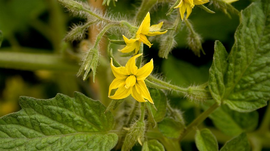 BBC Radio 4 - Gardeners' Question Time - Episode guide