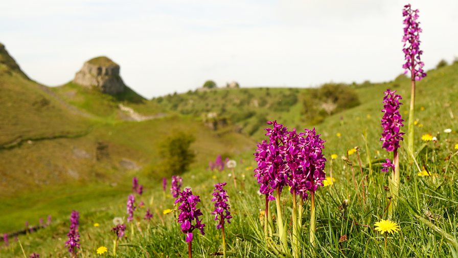 BBC Two - Springwatch