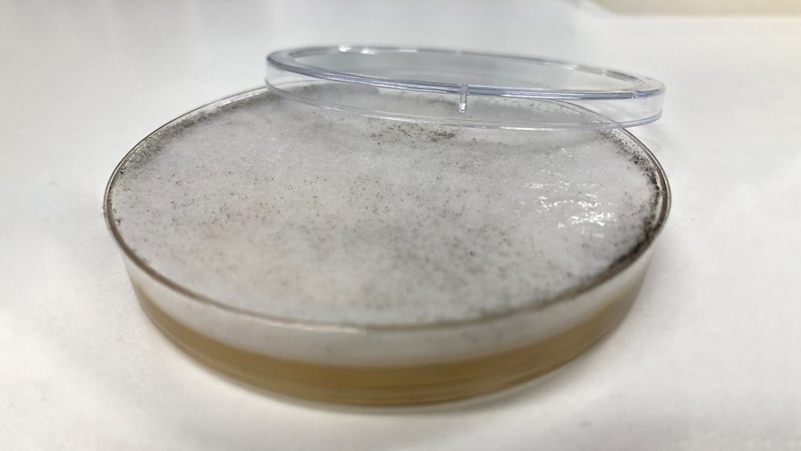 BBC World Service - Discovery - Downloads