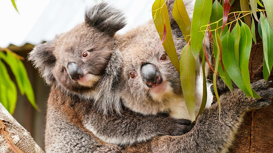 BBC One Yorkshire - Schedules