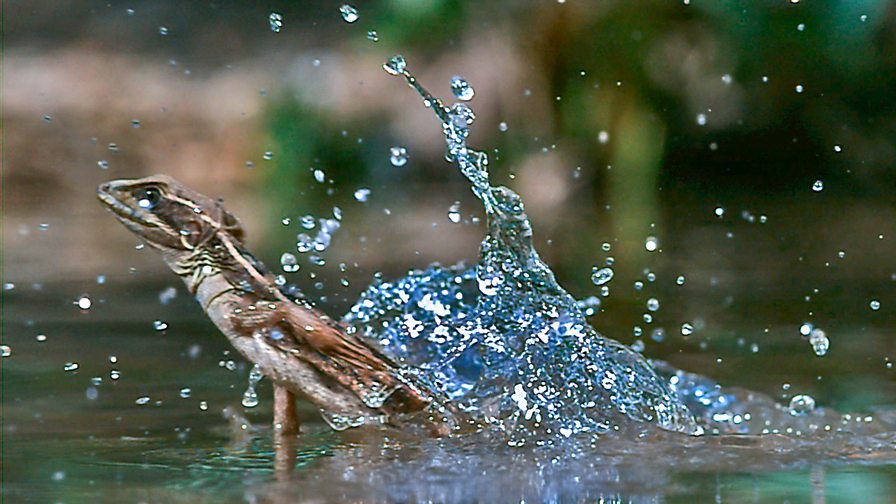 BBC One - Life, Reptiles and Amphibians, Floating lizard
