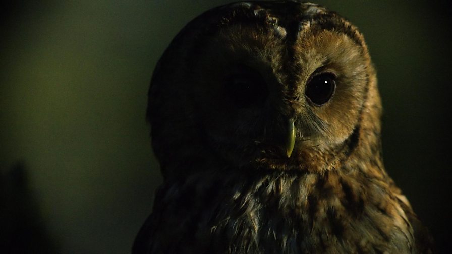 BBC One - Hamza: Strictly Birds of Prey