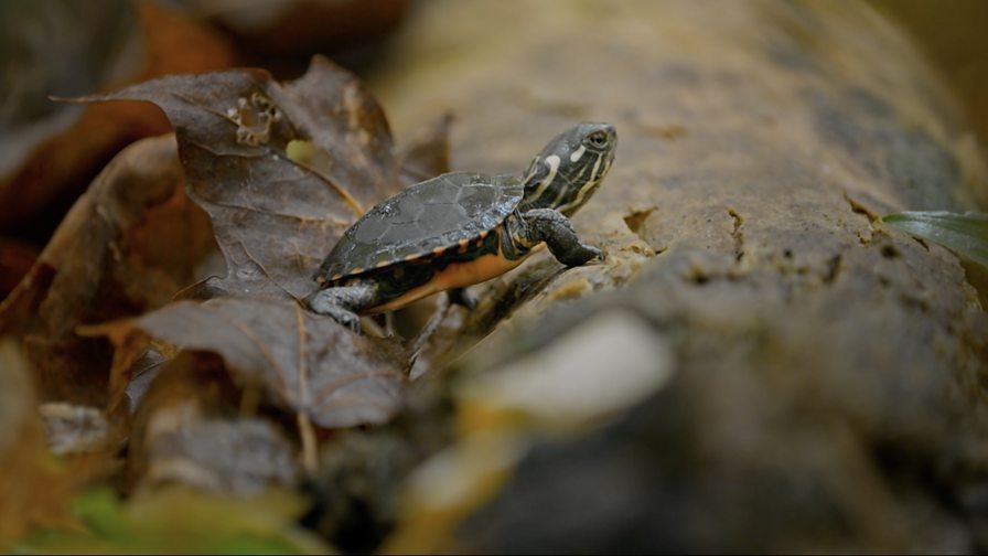BBC Two - Big Little Journeys, Series 1, Episode 1, A baby turtle must ...