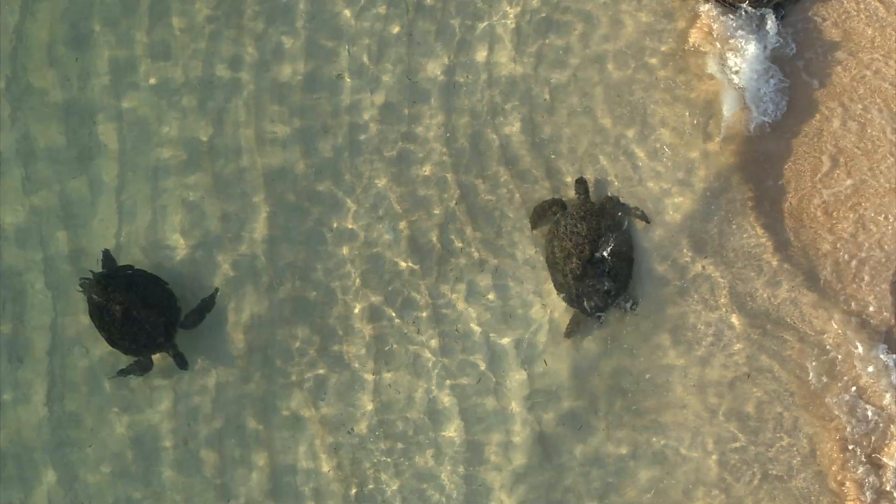 BBC One - Planet Earth III, Series 1, Coasts