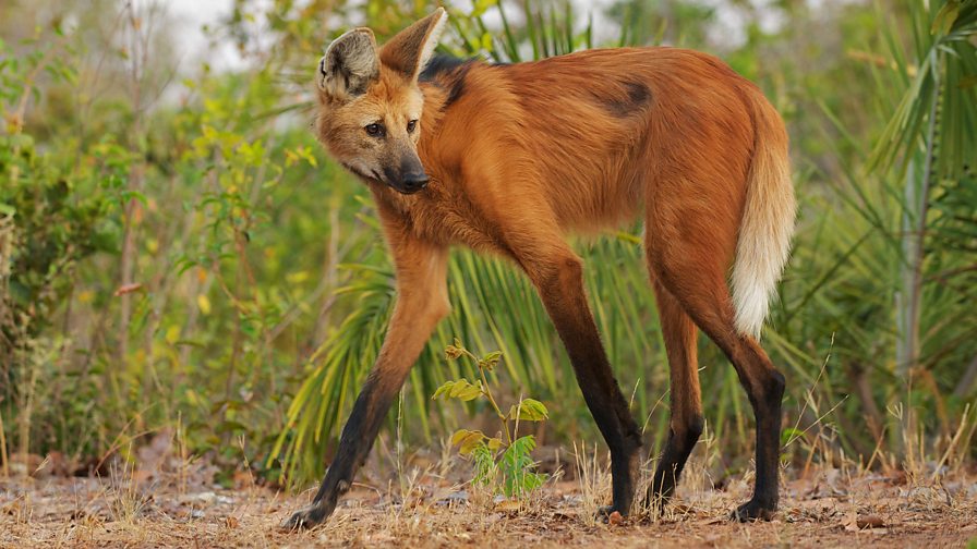 BBC One - Planet Earth III - Episode guide