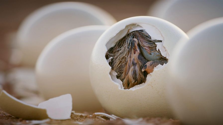 BBC One - Planet Earth III, Series 1, Deserts and Grasslands