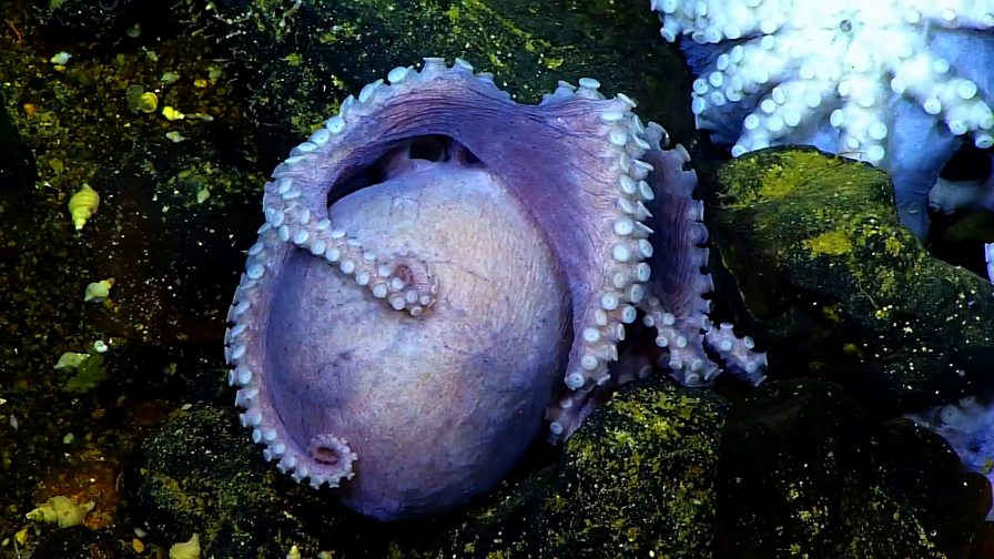 BBC One - Planet Earth III - The Octopus Garden: The struggle to reproduce