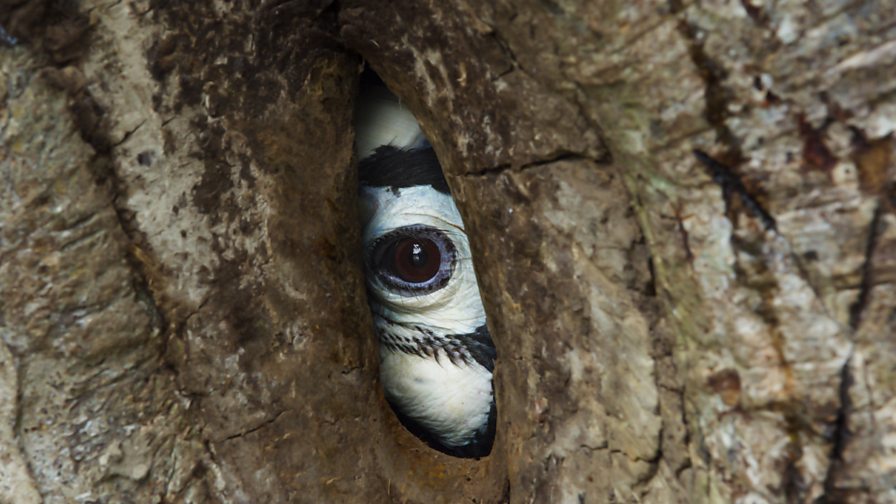 BBC One - Planet Earth III - Episode guide