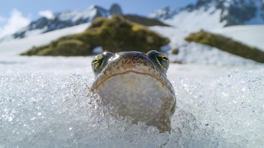 BBC One - Planet Earth III - Episode guide