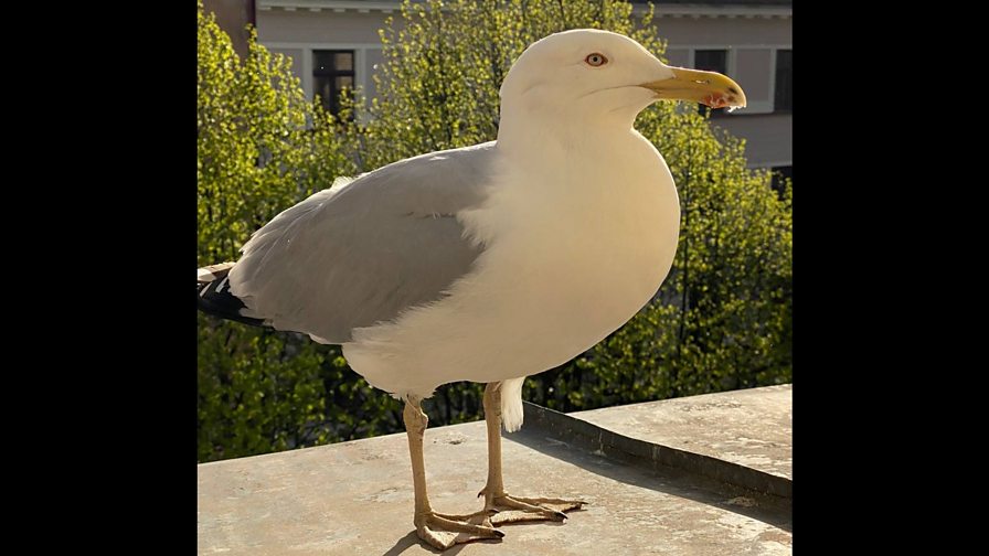 BBC World Service - The Fifth Floor, South Korea's 'molka' problem