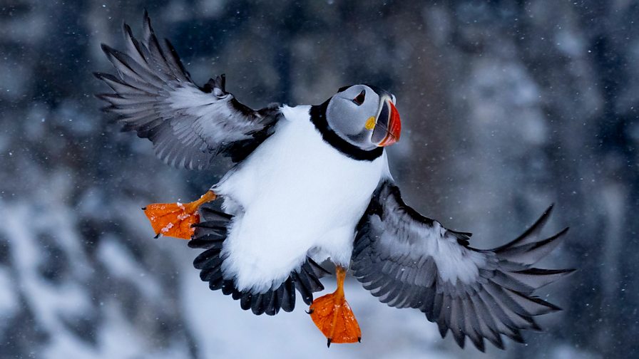 BBC Two - Wild Scandinavia - Available now