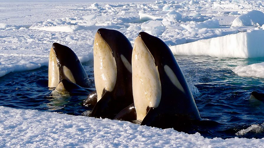 BBC One - Frozen Planet - Episode guide