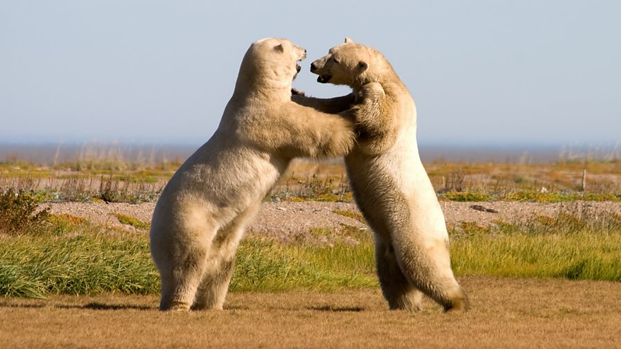 BBC One - Frozen Planet - Available now