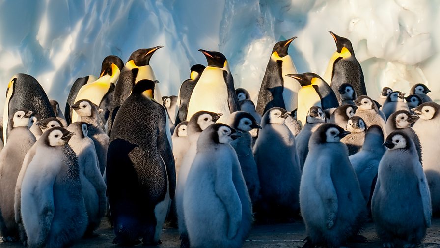 BBC One - Frozen Planet - Episode guide