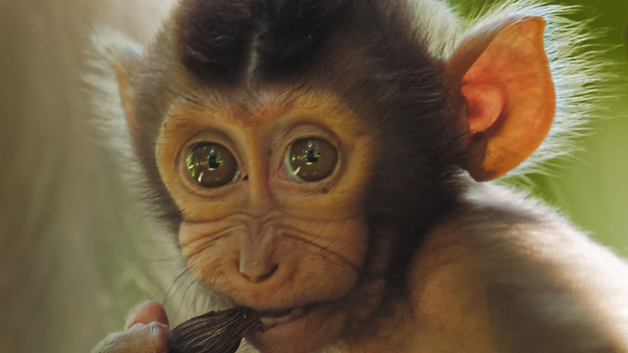 BBC One - Mammals - Episode guide