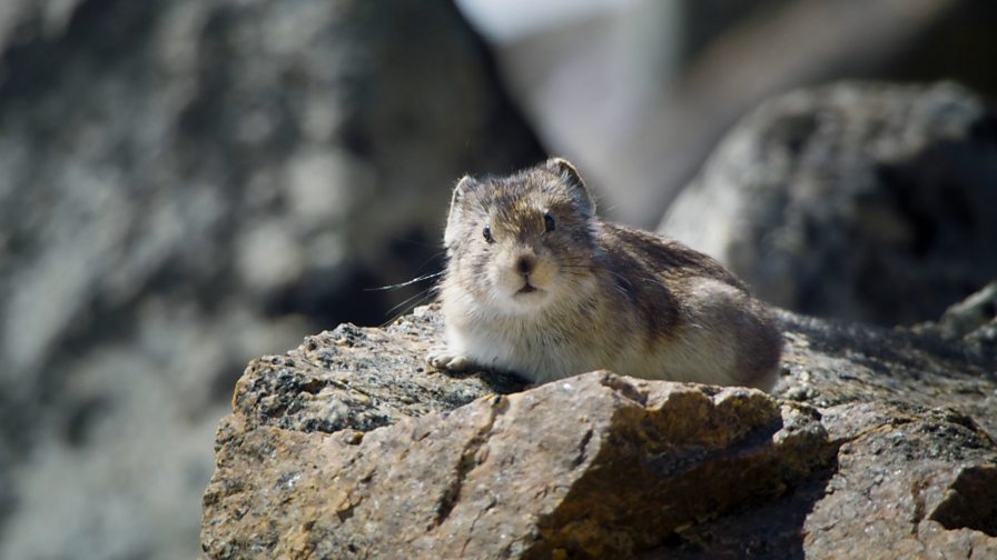 BBC One - Mammals, Series 1, Cold