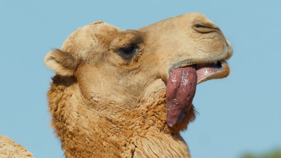 BBC One - Mammals - 25 years studying a remarkable mammal - the star ...