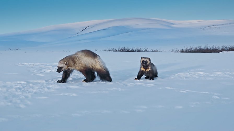 BBC One - Mammals, Series 1, Cold