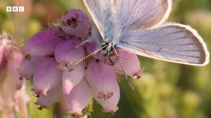 BBC Two - Springwatch