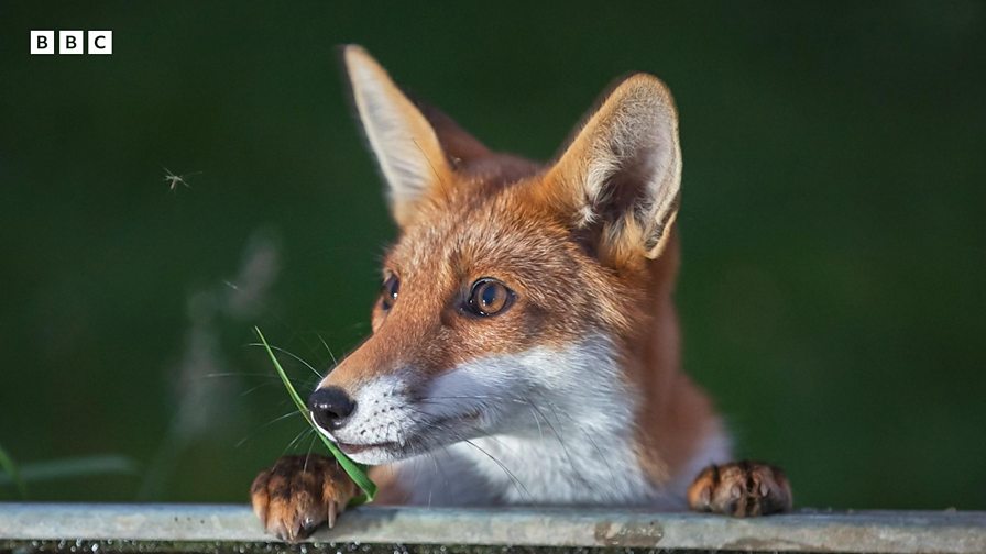 BBC Two - Springwatch