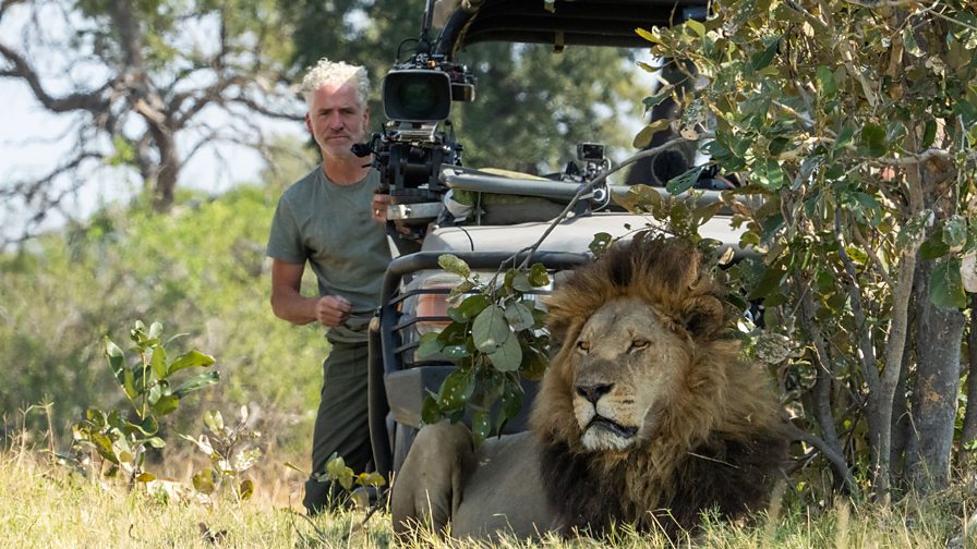BBC Two - Big Cats 24/7 - Anna Dimitriadis