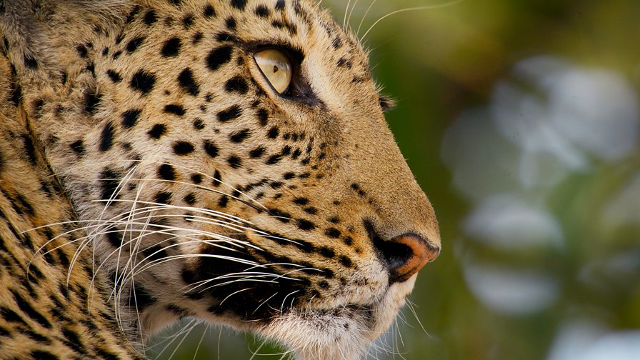 BBC Two - Big Cats 24/7 - Series 2 cat spotlight: Kea and Bo