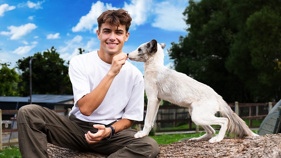 BBC Three - Schedules