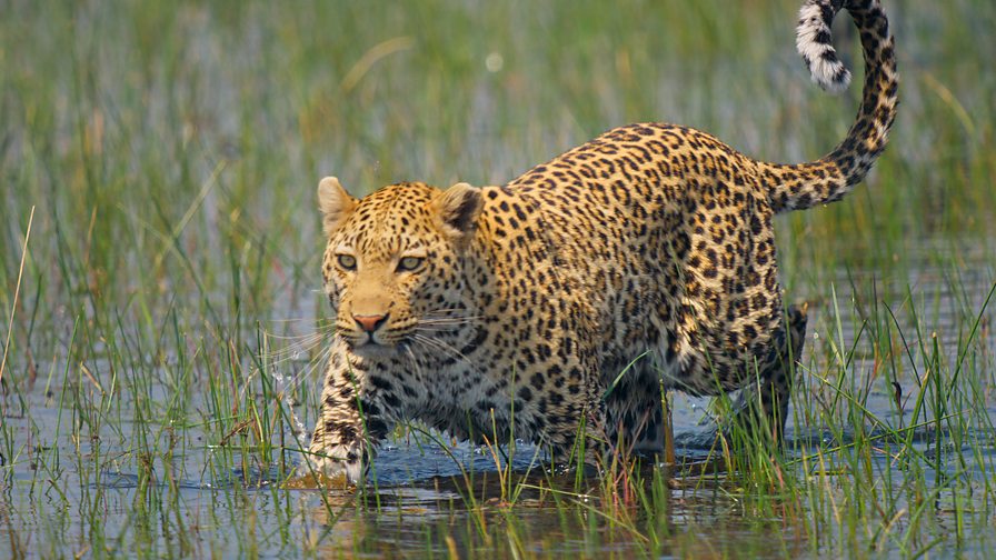 BBC Two - Big Cats 24/7