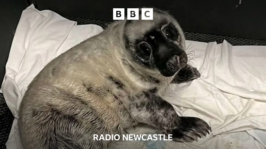 BBC Radio Newcastle - BBC Radio Newcastle, What to expect during North ...