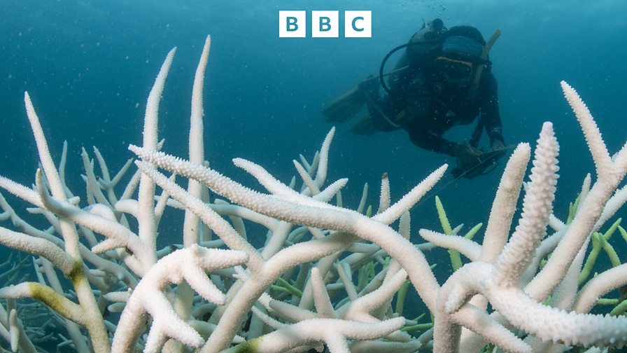 BBC World Service - Witness History, The first global case of coral ...