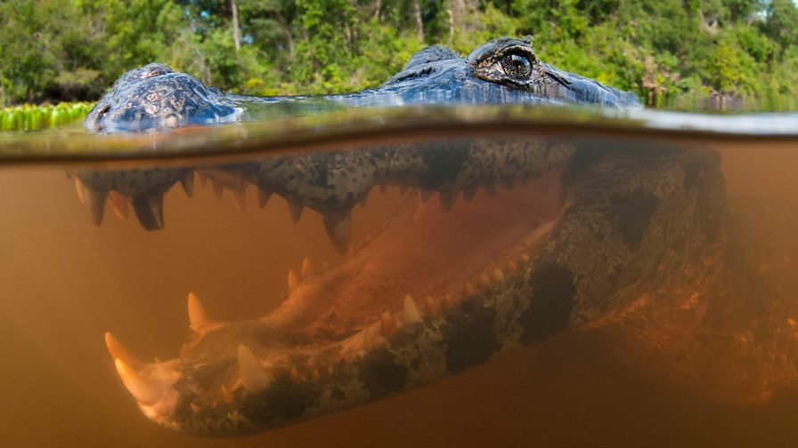 BBC One - The Americas - Episode guide