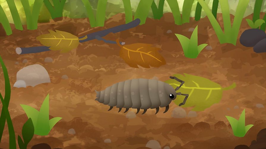 CBeebies - Teeny Tiny Creatures, Facts about Butterflies | Ferne & Rory ...