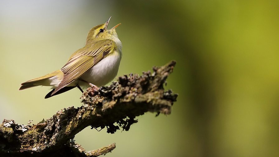 BBC Two - Springwatch, 2025 - Episode guide
