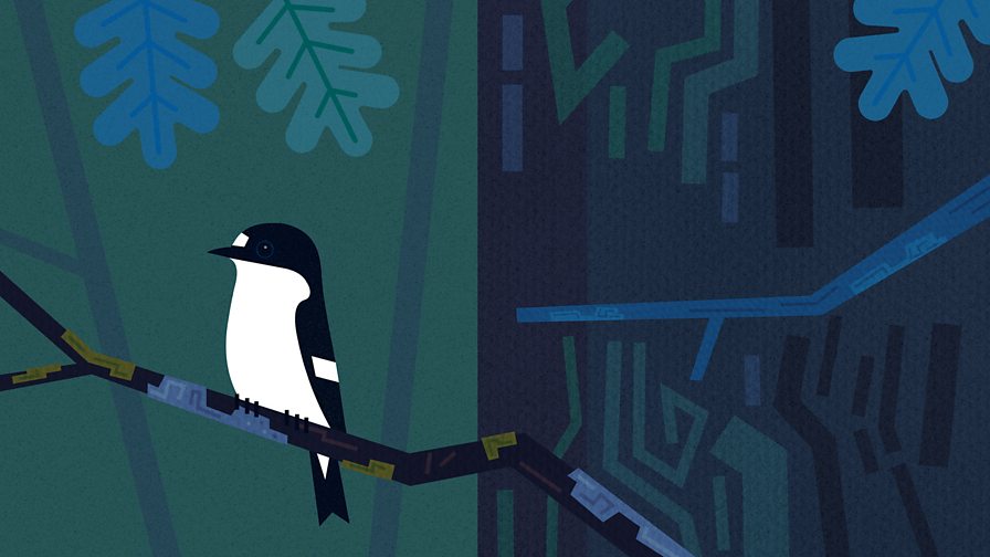 BBC Two - Springwatch, Springwatch live cameras